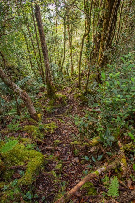 Climb Mt. Trusmadi - 8-Day Itinerary | kimkim