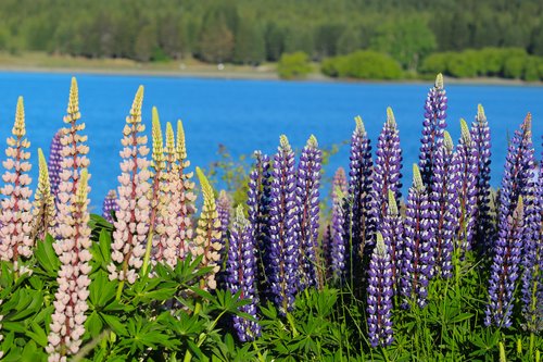 New Zealand in October: Travel Tips, Weather & More | kimkim