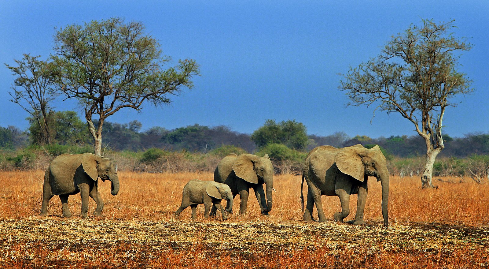 Zambia Tours and Itineraries - Plan your trip to Zambia with a Travel ...