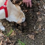 Truffle Hunting in Motovun Forest | kimkim