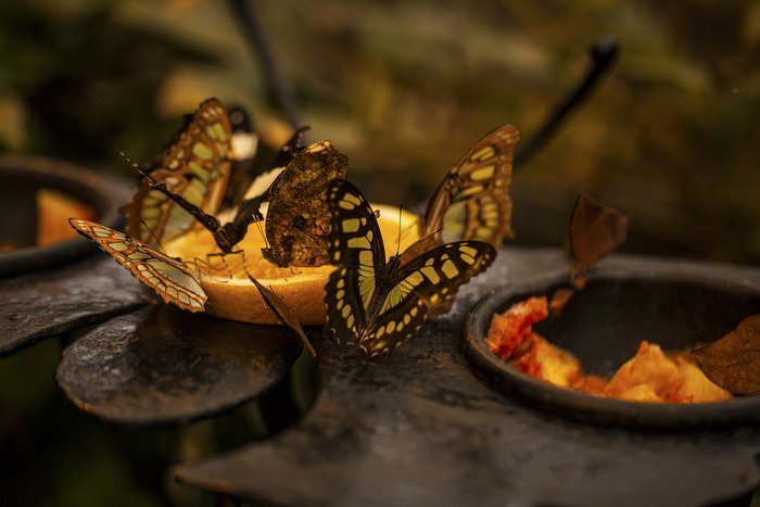 Guided Nature Walk at Ecological Park & Butterfly Garden Danaus, Arenal ...